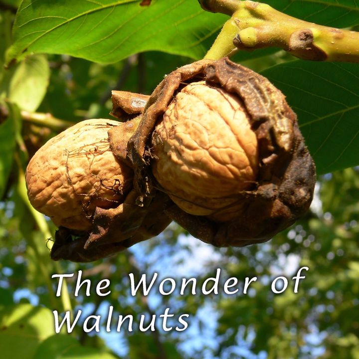 Walnuts for Brain Support
